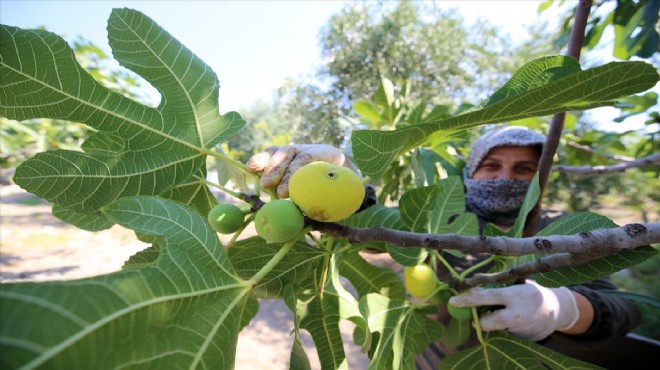 Aşırı sıcak inciri de vurdu! - İzmir Haber - İzmir Son Dakika Haberleri
