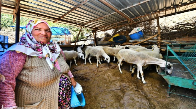 Büyükşehir destek oldu... 'Koyunlar olmasaydı köyümü terk edecektim ...