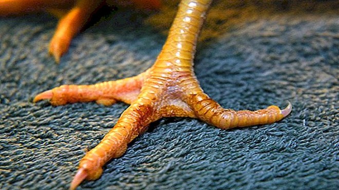 İzmir’den tavuk bacağı ihracatı... Çinliler çıtır çıtır yiyor! - İzmir ...