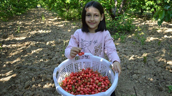 Kuzey yarım kürenin ilk kirazı 800 TL! - İzmir Haber - İzmir Son Dakika ...